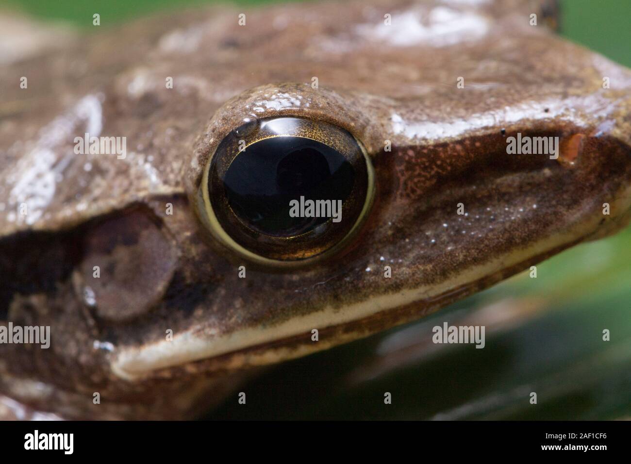 Southeast asian tree frogs hi-res stock photography and images - Alamy