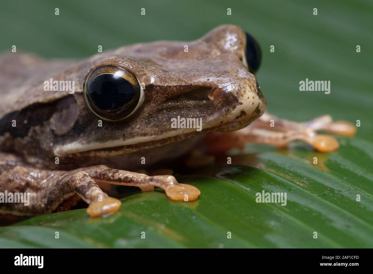 Common Southeast Asian Tree Frog - Polypedates leucomystax, indonesia ...