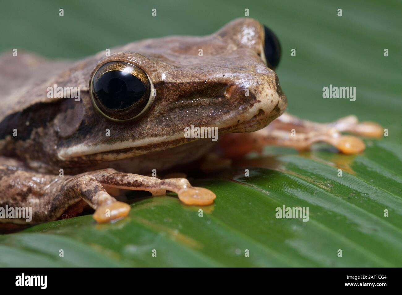 Common Southeast Asian Tree Frog - Polypedates leucomystax, indonesia ...