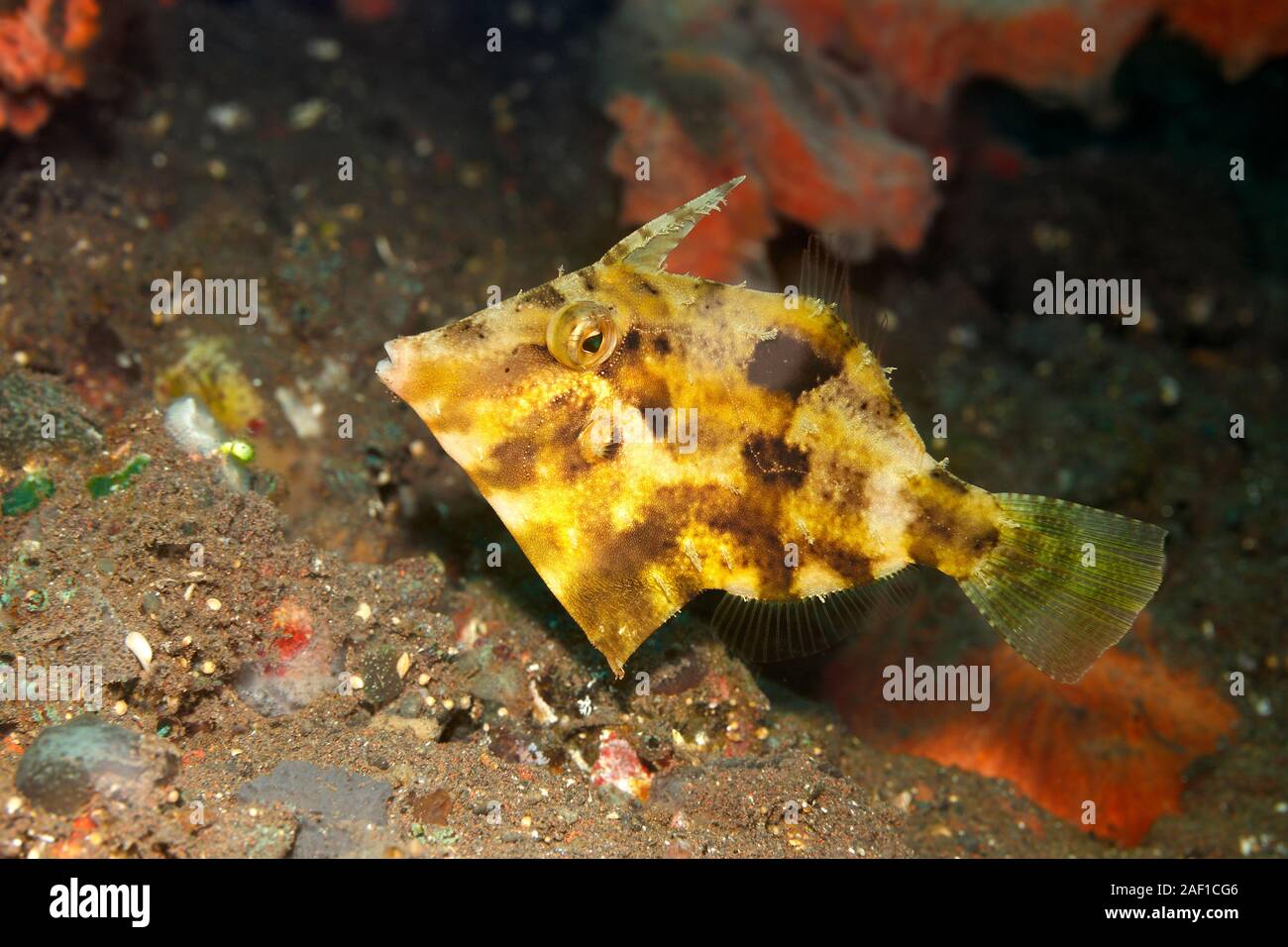 Bristle-Tail Filefish, Acreichthys tomentosus. Also known as Seagrass ...