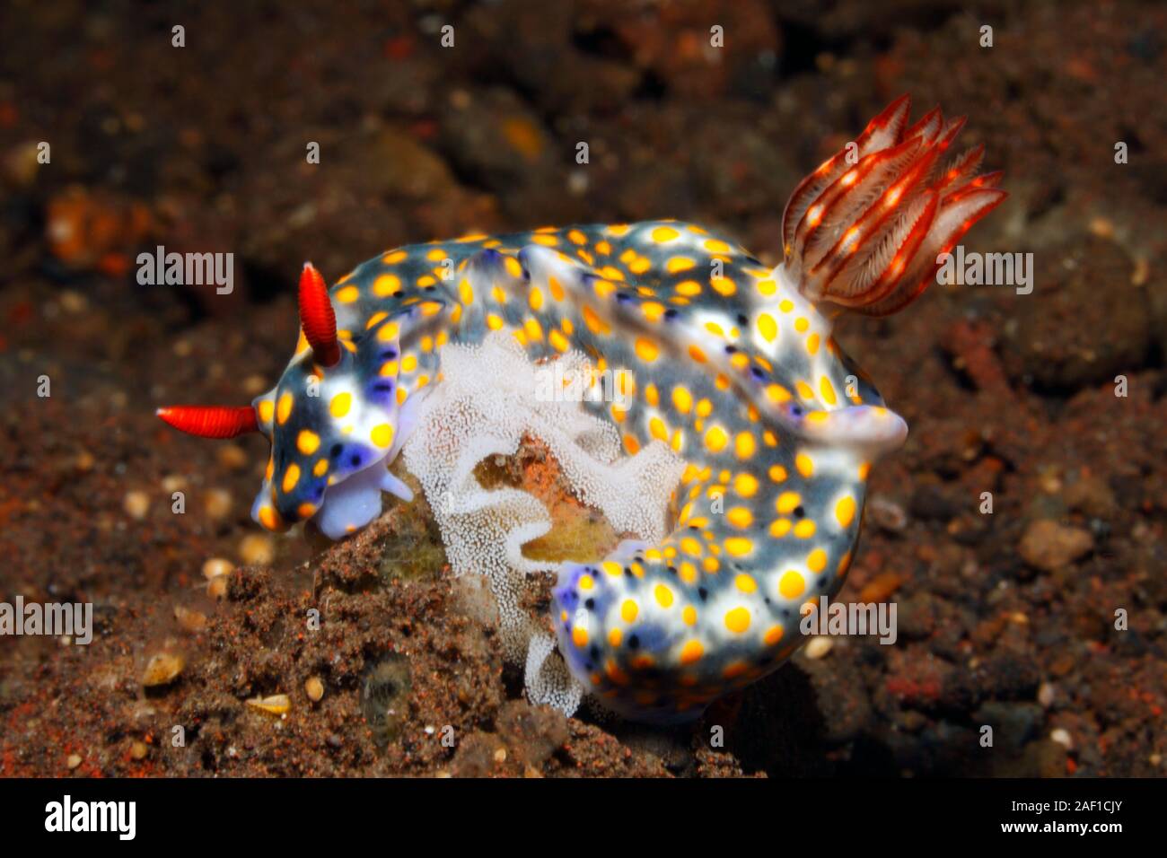 Red sea slug nudibranch seaslug hi-res stock photography and images - Alamy