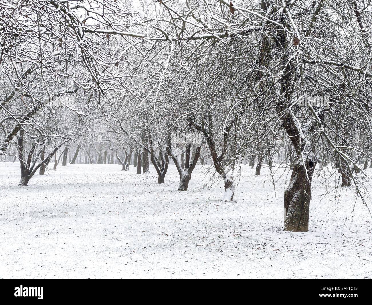 winter landscape of frosty apple trees. orchard covered by white snow ...