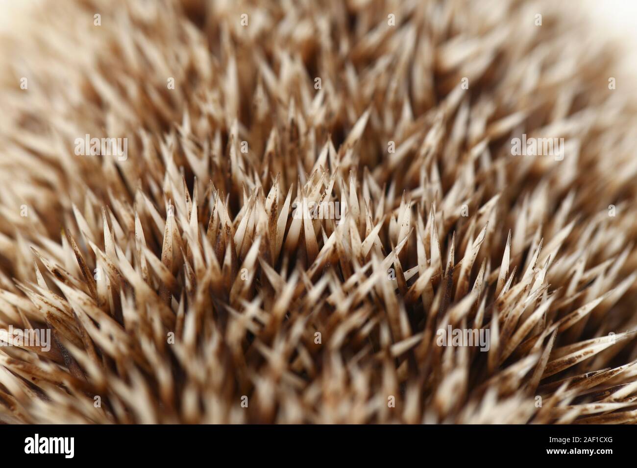 The spines of african pygmy hedgehog Stock Photo - Alamy