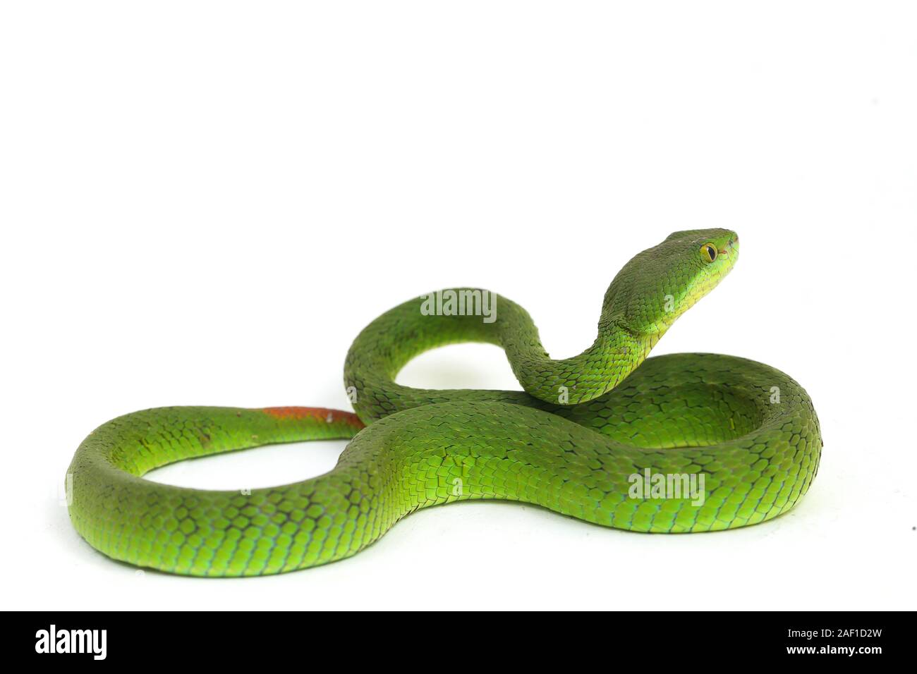 Green Viper Snake