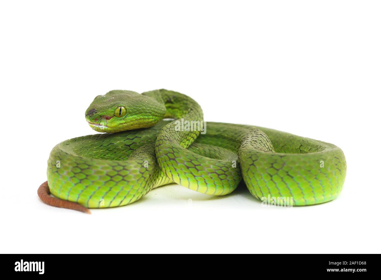 Green Horned Pit Viper