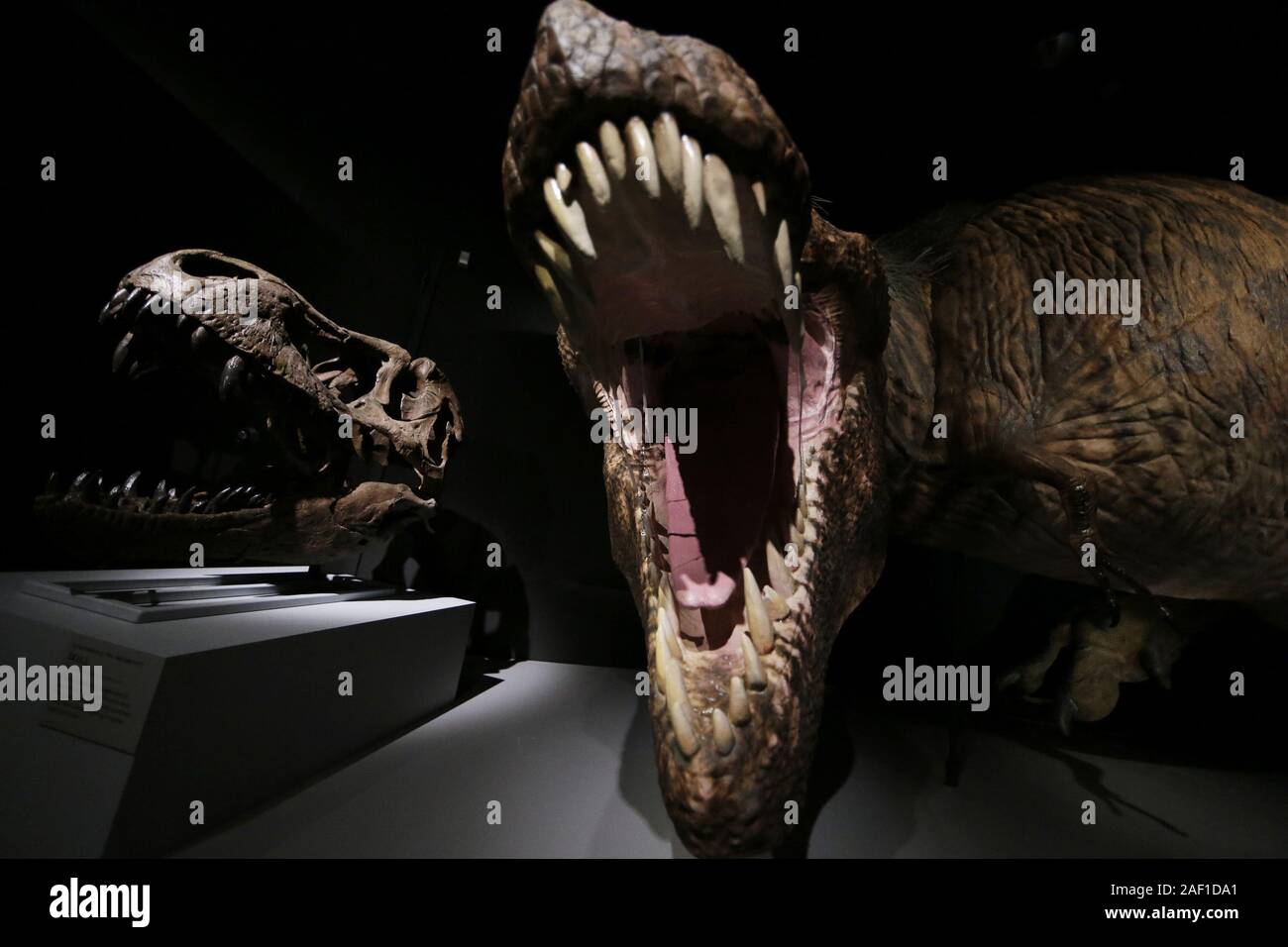 Scientifically accurate hi-res stock photography and images - Alamy