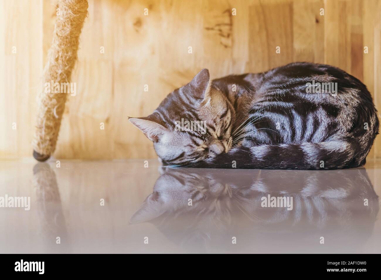 The lazy cat is sleeping lazily in the house Stock Photo - Alamy
