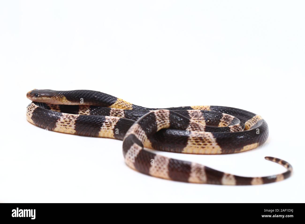 Highly venomous, Malayan krait or blue krait (Bungarus candidus ...
