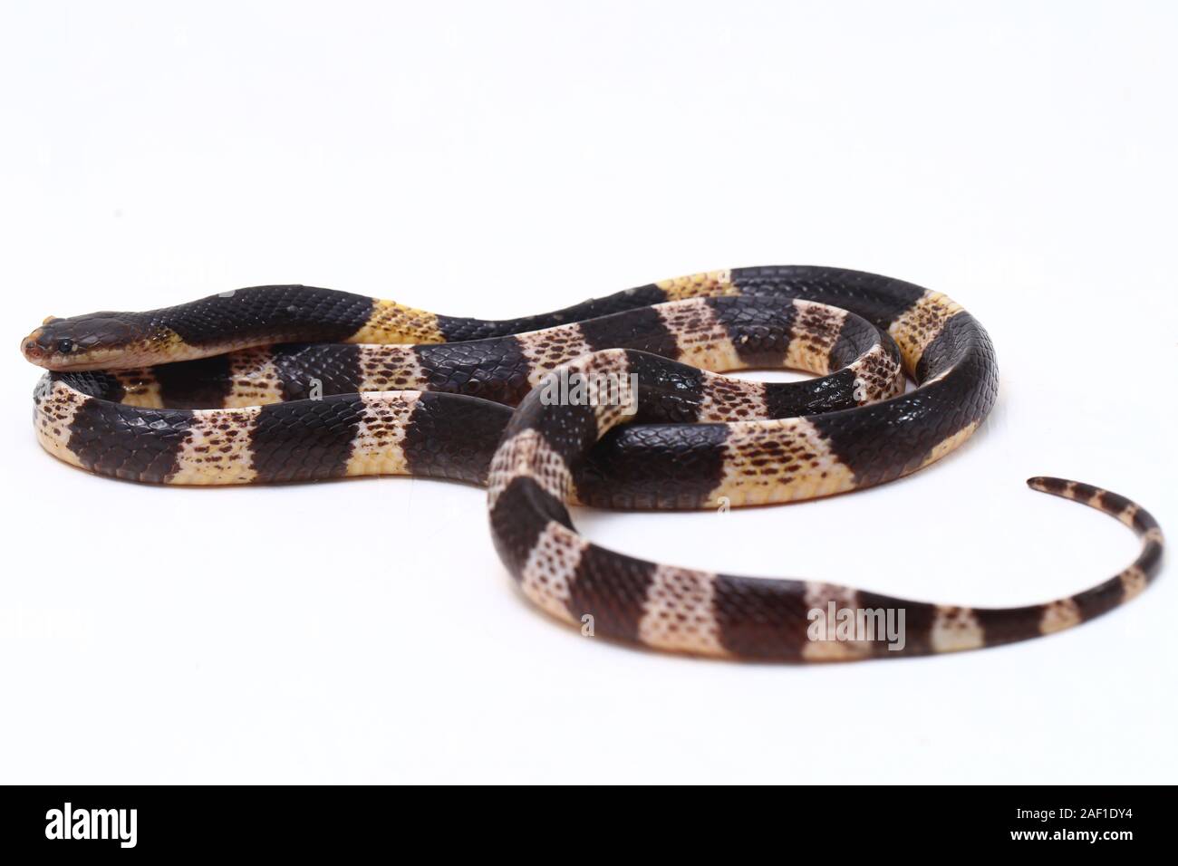 Highly venomous, Malayan krait or blue krait (Bungarus candidus ...