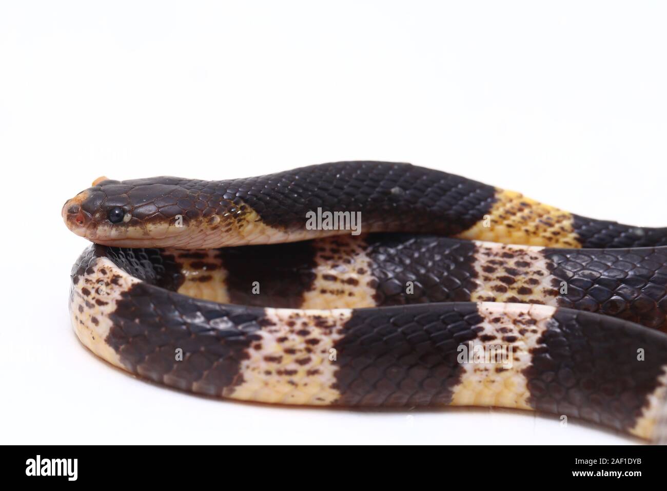 Highly venomous, Malayan krait or blue krait (Bungarus candidus ...