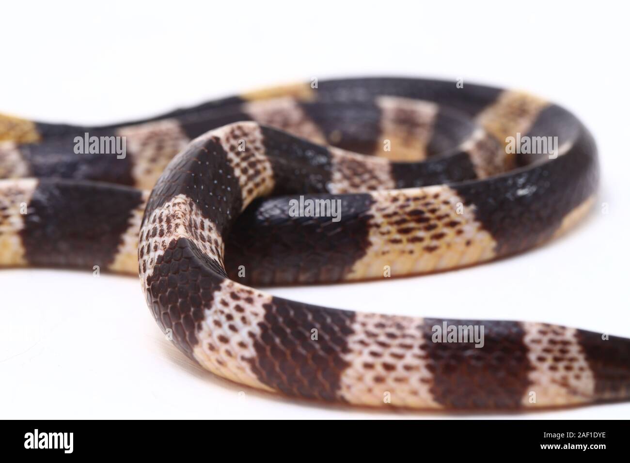 Highly venomous, Malayan krait or blue krait (Bungarus candidus ...