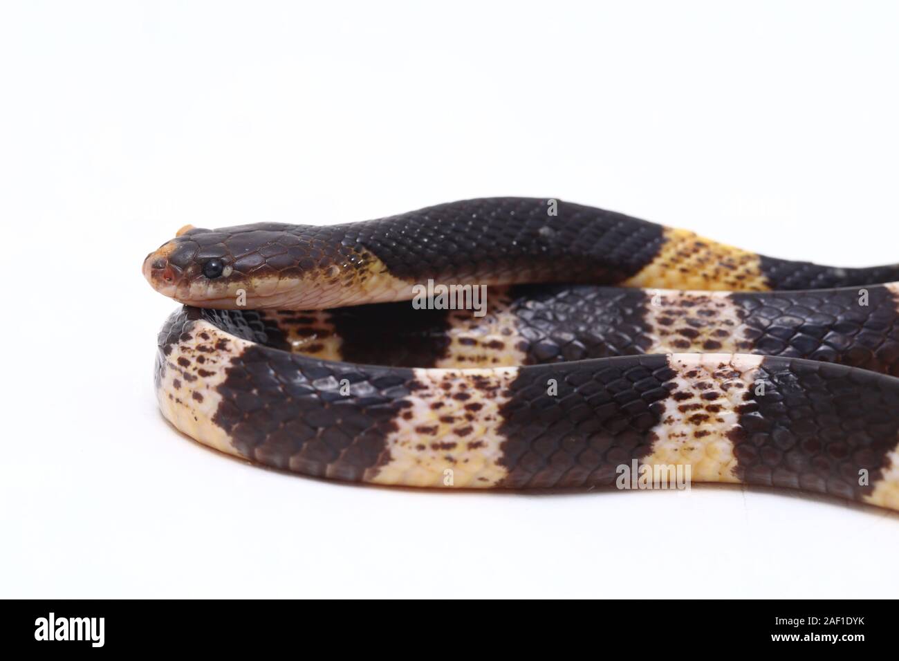 Highly venomous, Malayan krait or blue krait (Bungarus candidus ...