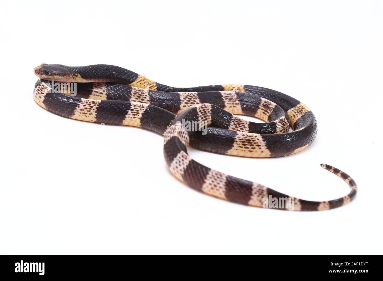 Highly venomous, Malayan krait or blue krait (Bungarus candidus ...