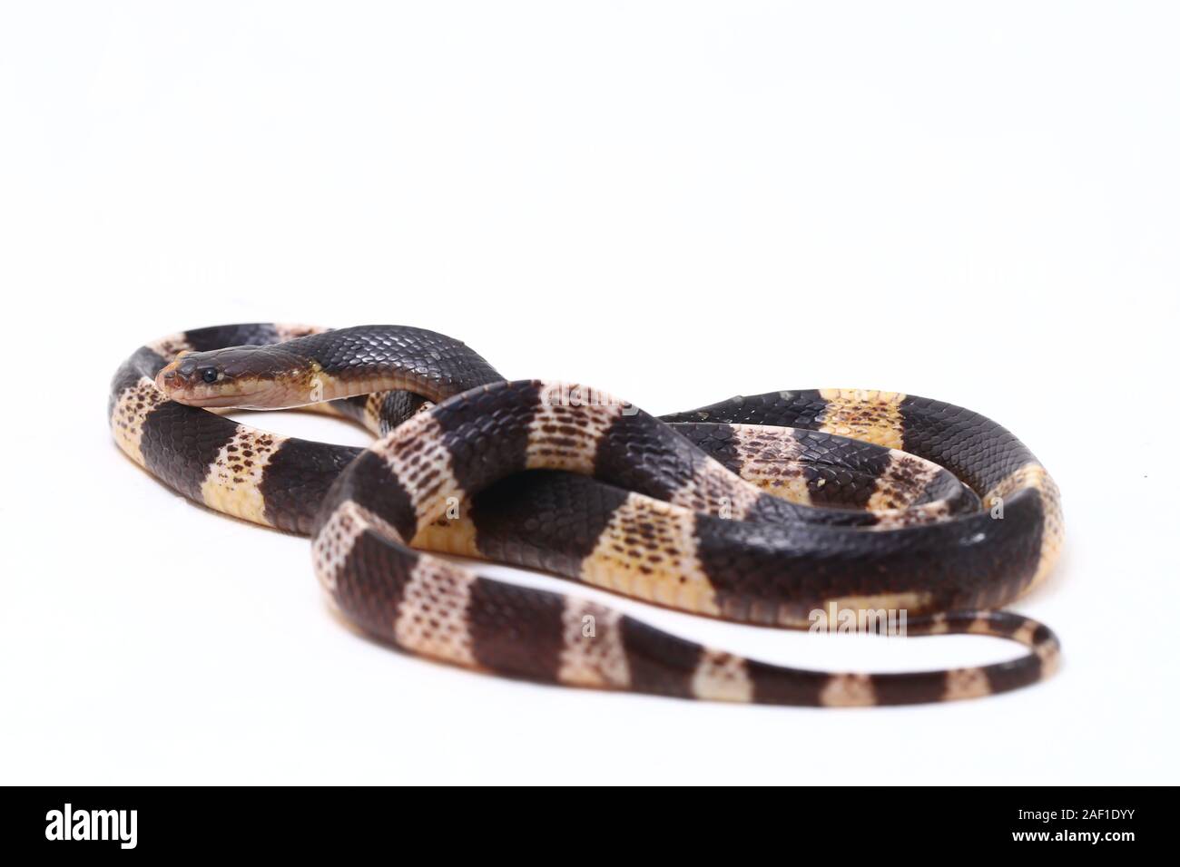 Highly venomous, Malayan krait or blue krait (Bungarus candidus ...
