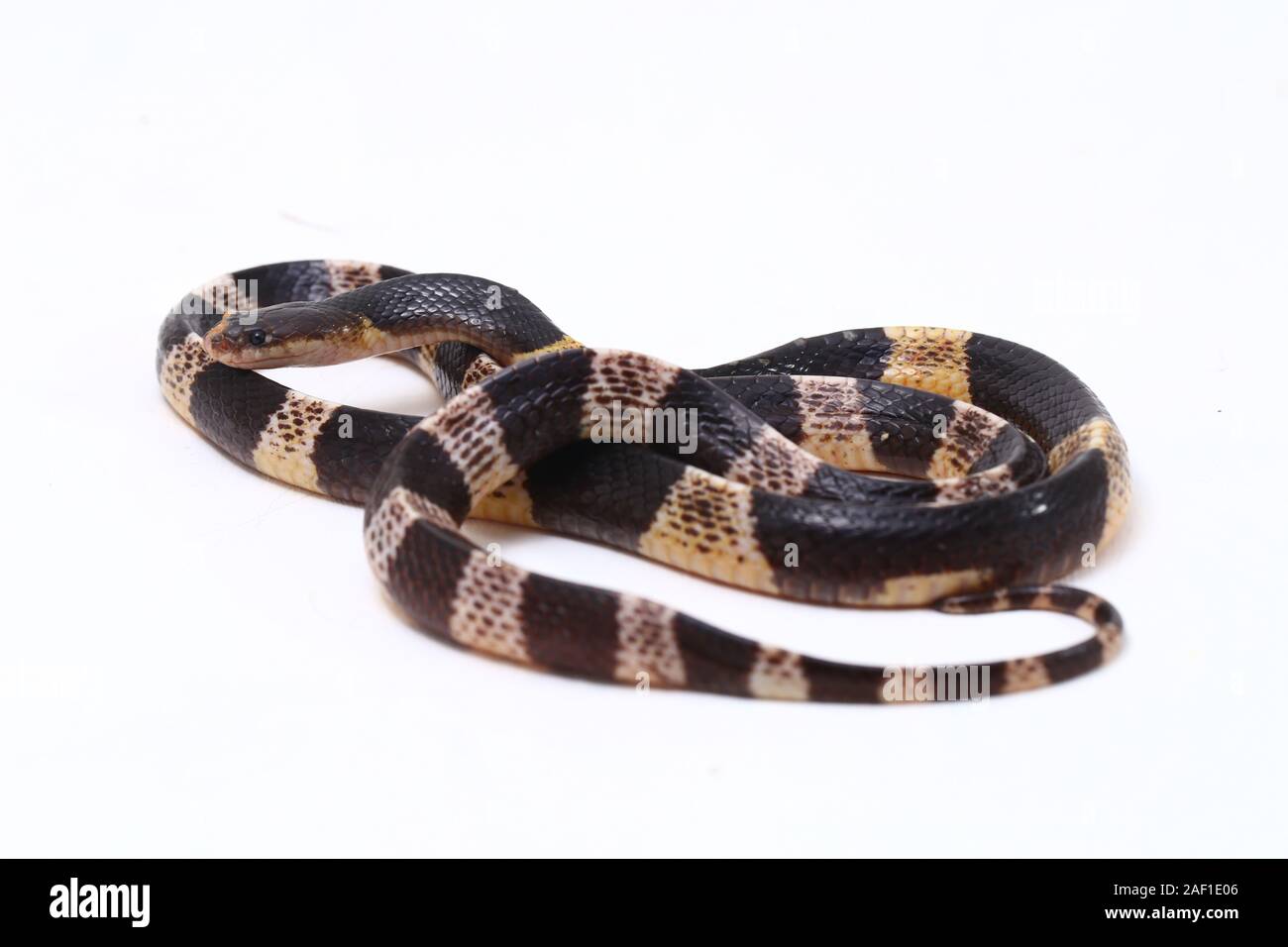 Highly venomous, Malayan krait or blue krait (Bungarus candidus ...