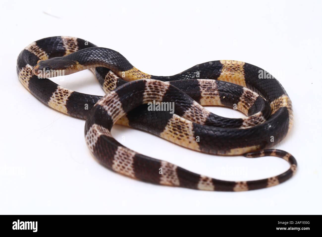 Highly venomous, Malayan krait or blue krait (Bungarus candidus ...