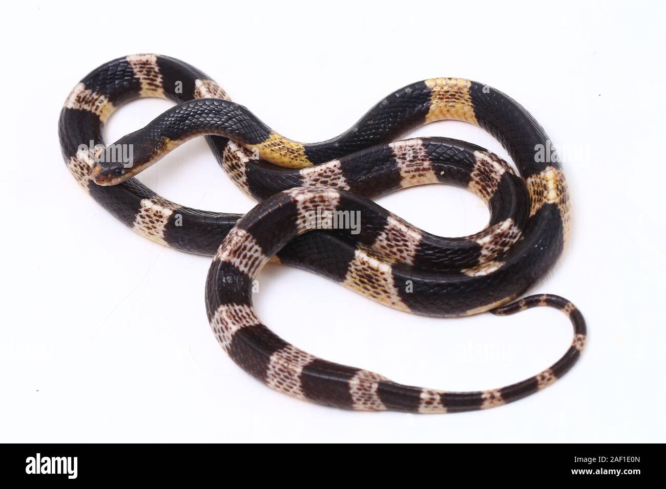 Highly venomous, Malayan krait or blue krait (Bungarus candidus ...