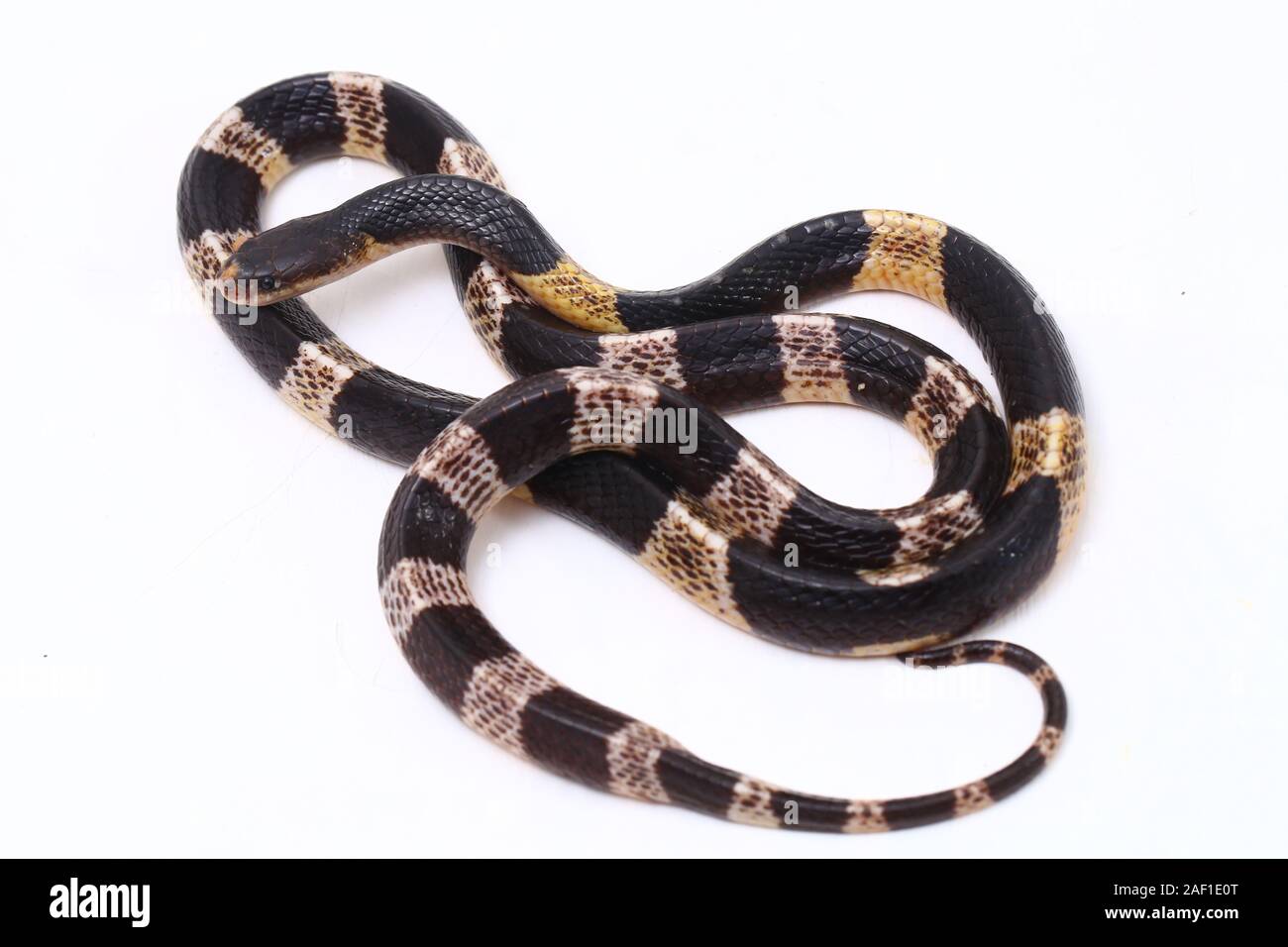 Highly venomous, Malayan krait or blue krait (Bungarus candidus ...