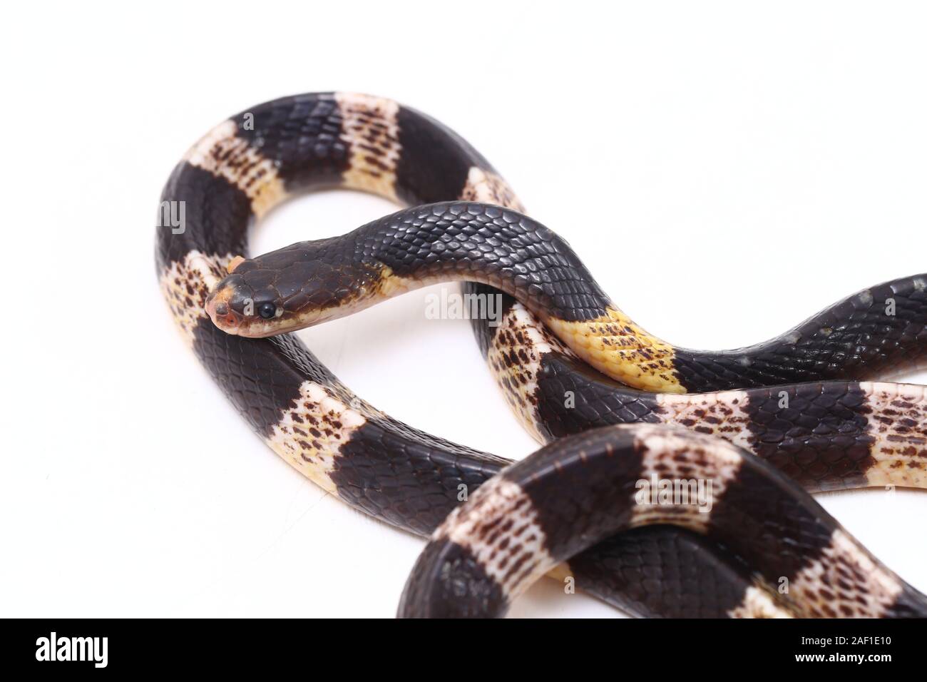 Highly venomous, Malayan krait or blue krait (Bungarus candidus ...