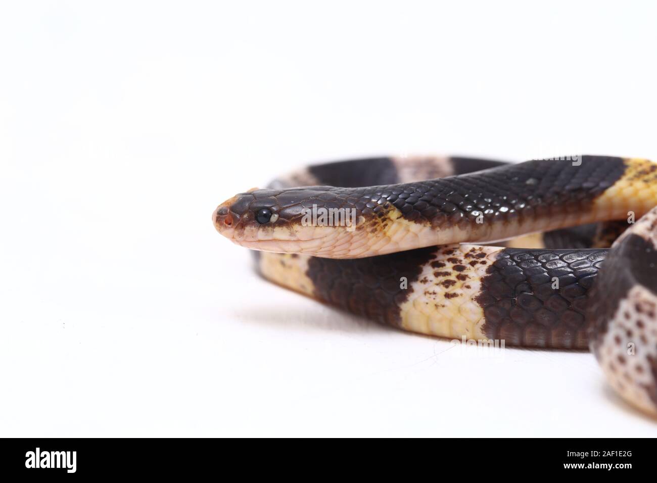 Highly venomous, Malayan krait or blue krait (Bungarus candidus ...