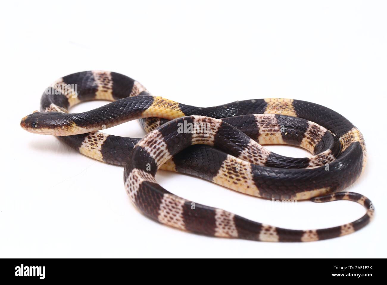 Highly venomous, Malayan krait or blue krait (Bungarus candidus ...