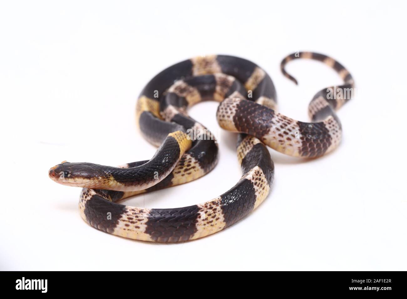 Highly venomous, Malayan krait or blue krait (Bungarus candidus ...