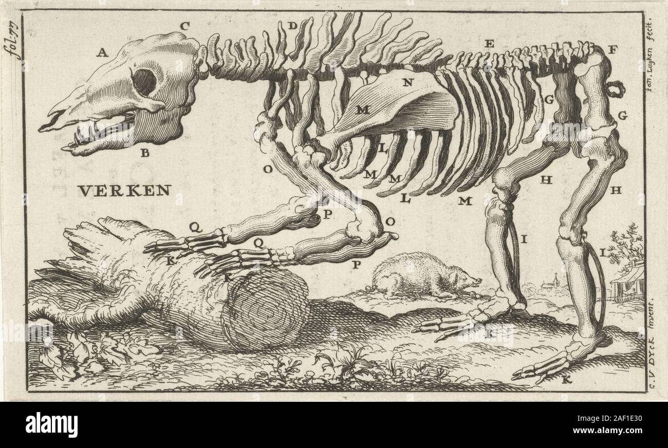 Pig anatomy skeleton bones hi-res stock photography and images - Alamy Pig anatomy skeleton bones hi-res stock photography and images - Alamy