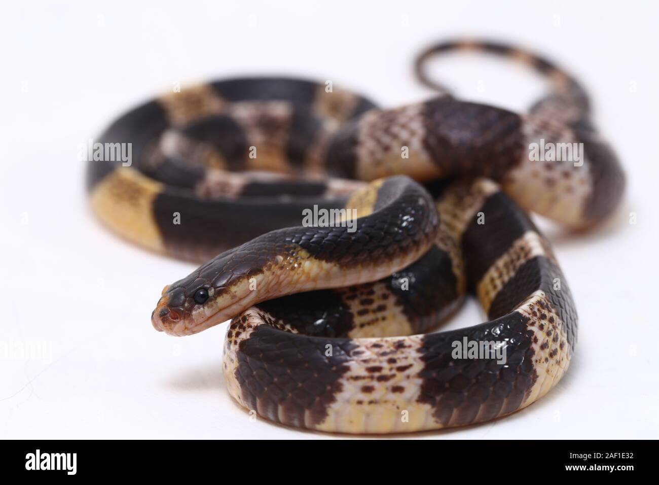 Highly venomous, Malayan krait or blue krait (Bungarus candidus ...