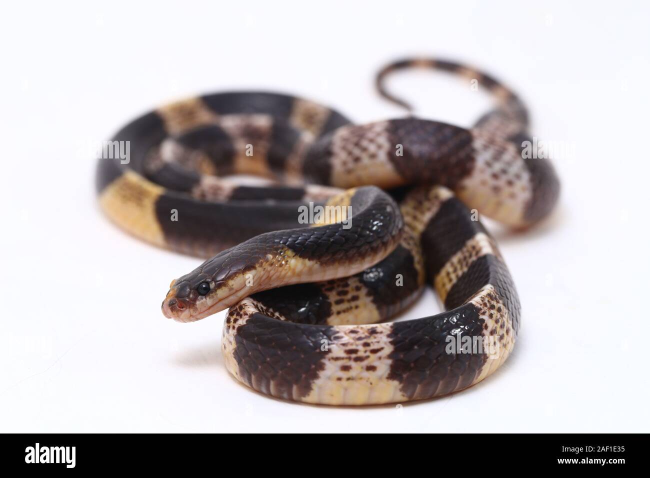 Highly venomous, Malayan krait or blue krait (Bungarus candidus ...