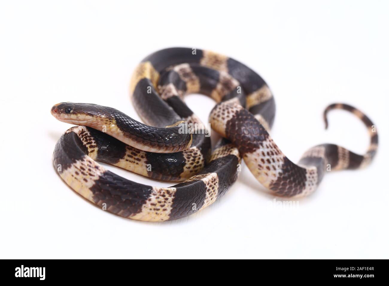 Highly venomous, Malayan krait or blue krait (Bungarus candidus ...