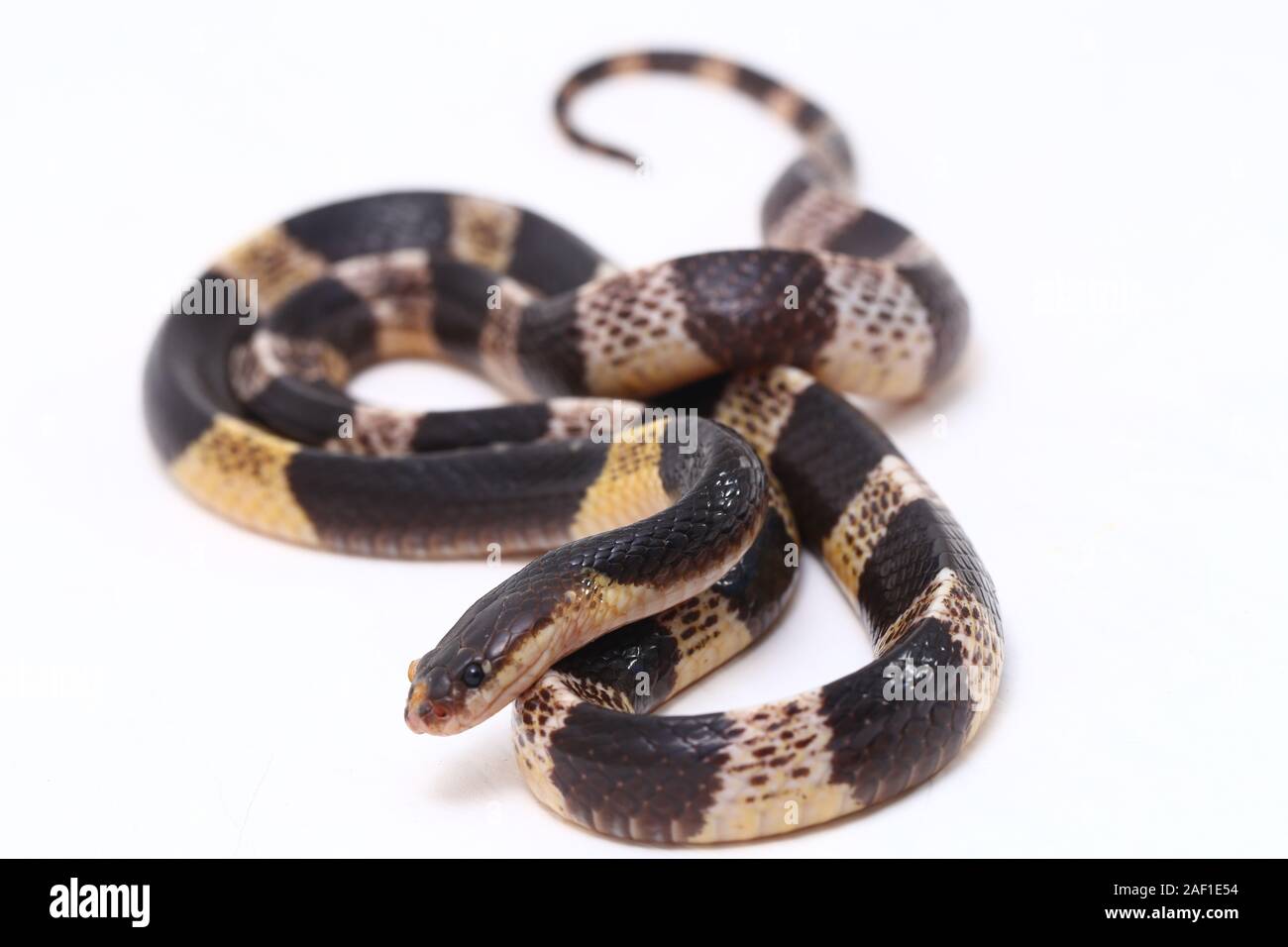 Highly venomous, Malayan krait or blue krait (Bungarus candidus ...