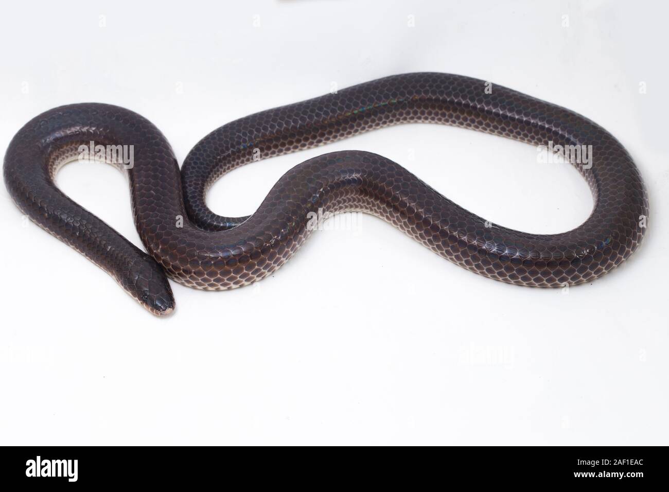 Xenopeltis unicolor. Common names: sunbeam snake is a non-venomous ...