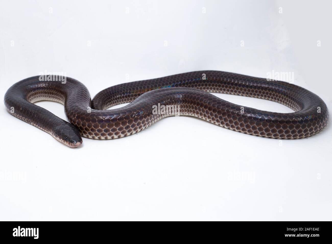 Xenopeltis unicolor. Common names: sunbeam snake is a non-venomous ...