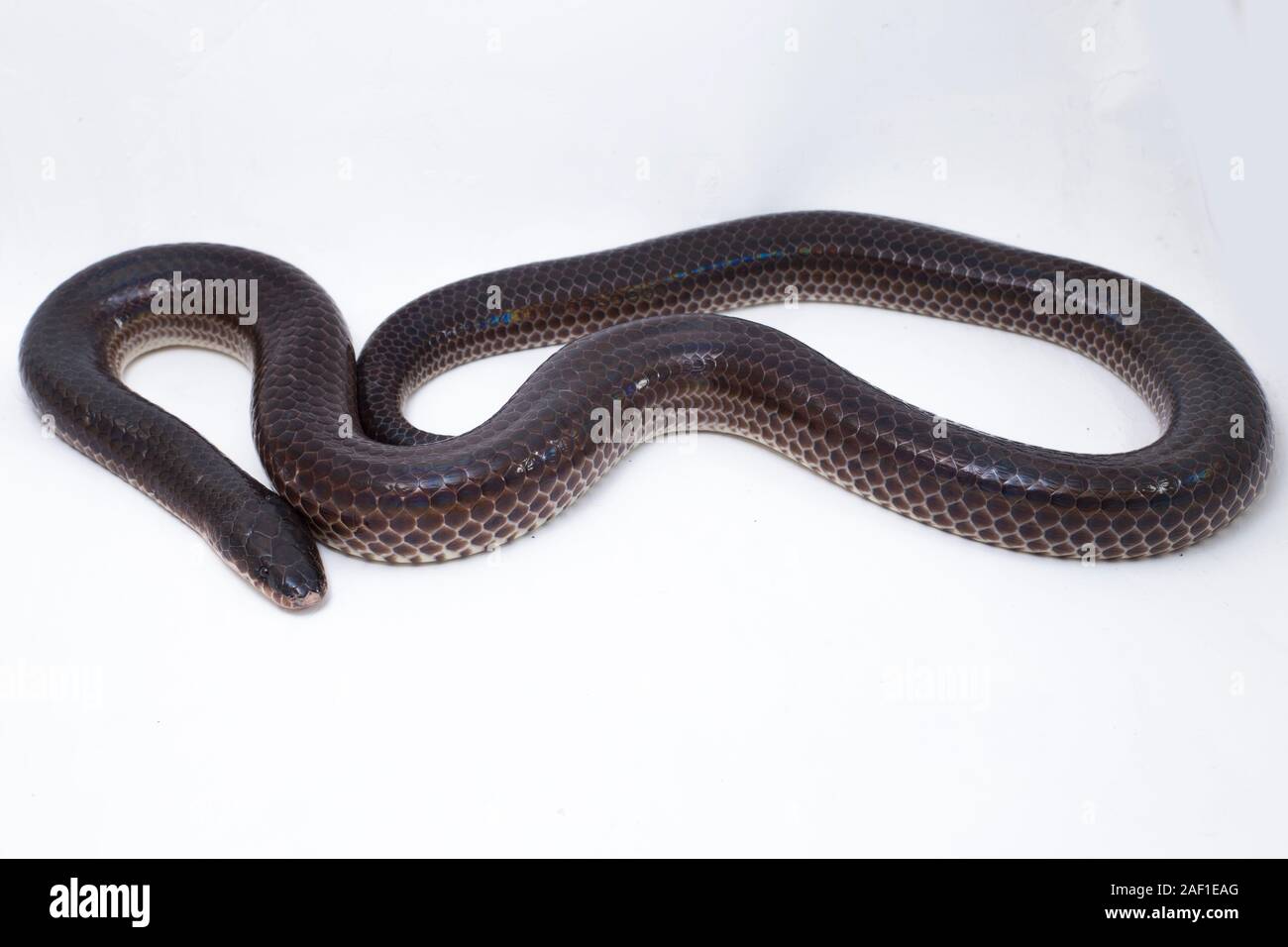 Xenopeltis unicolor. Common names: sunbeam snake is a non-venomous ...