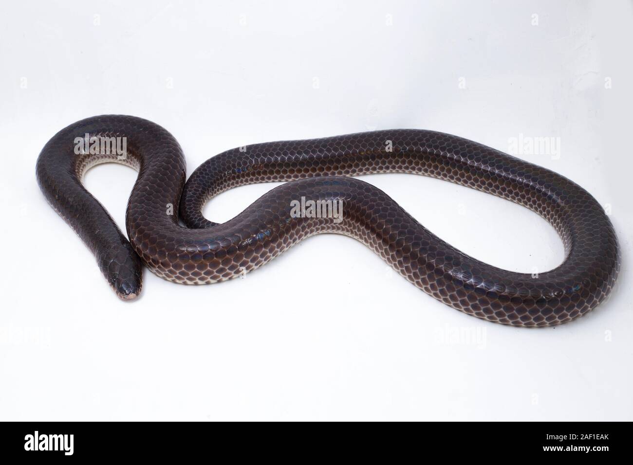 Xenopeltis unicolor. Common names: sunbeam snake is a non-venomous ...