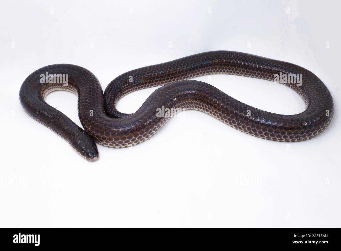 Xenopeltis unicolor. Common names: sunbeam snake is a non-venomous ...