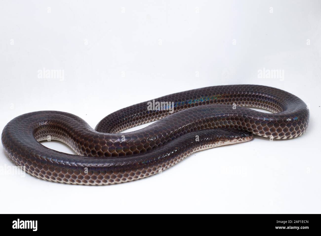 Xenopeltis unicolor. Common names: sunbeam snake is a non-venomous ...