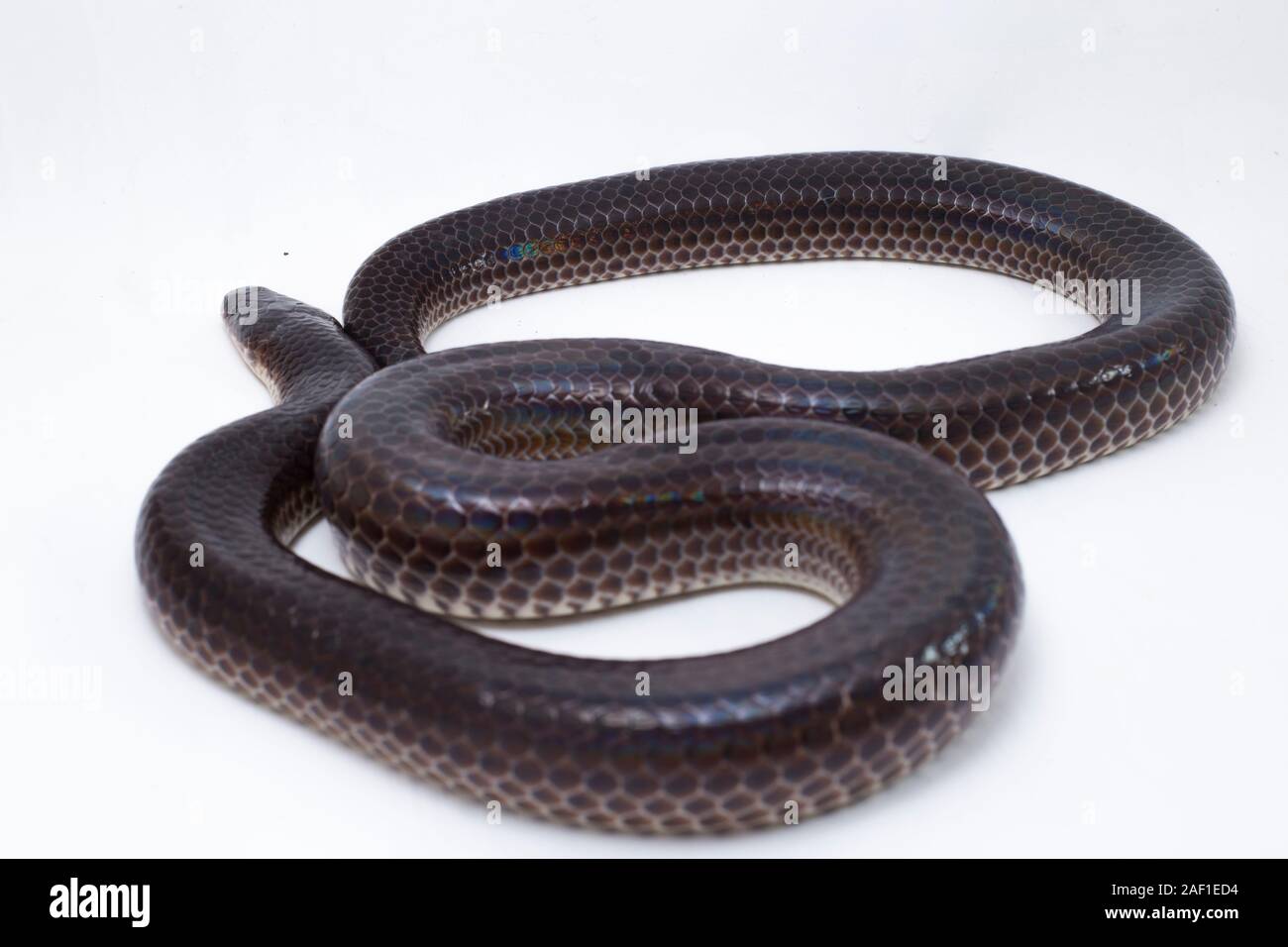 Xenopeltis unicolor. Common names: sunbeam snake is a non-venomous ...