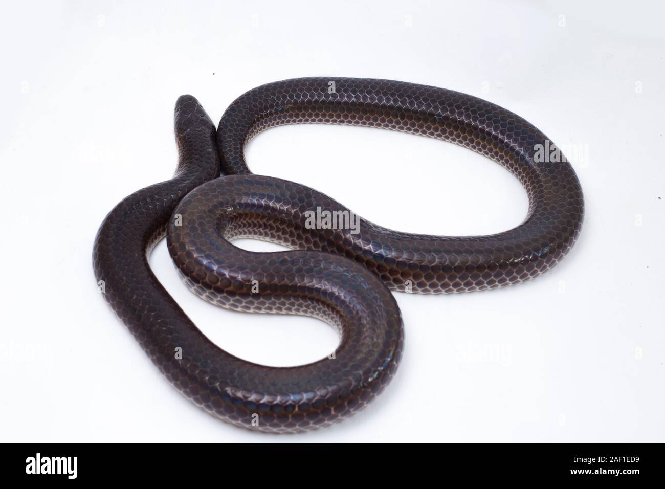 Xenopeltis unicolor. Common names: sunbeam snake is a non-venomous ...
