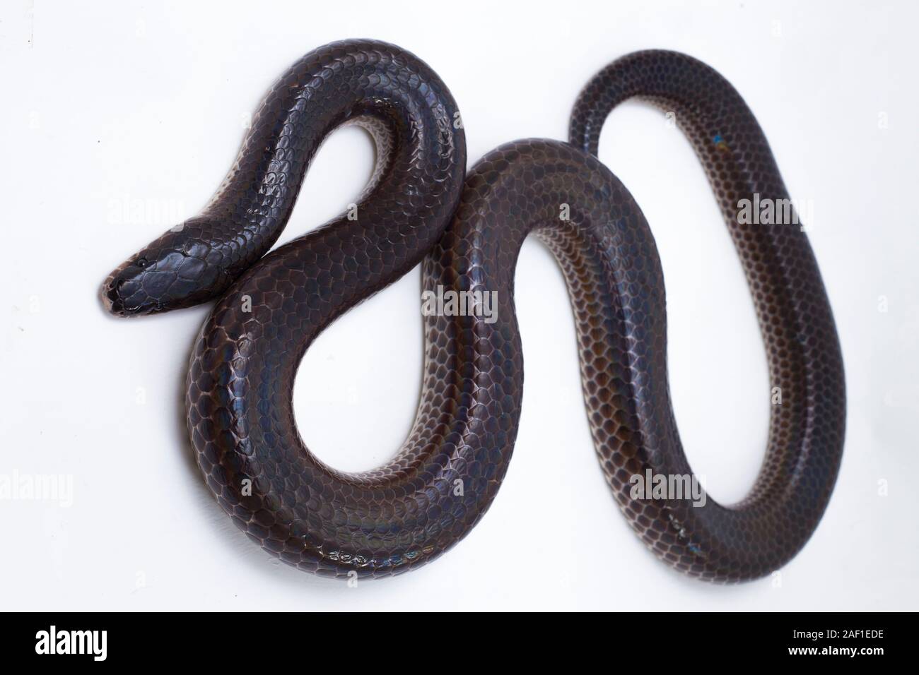 Xenopeltis unicolor. Common names: sunbeam snake is a non-venomous ...