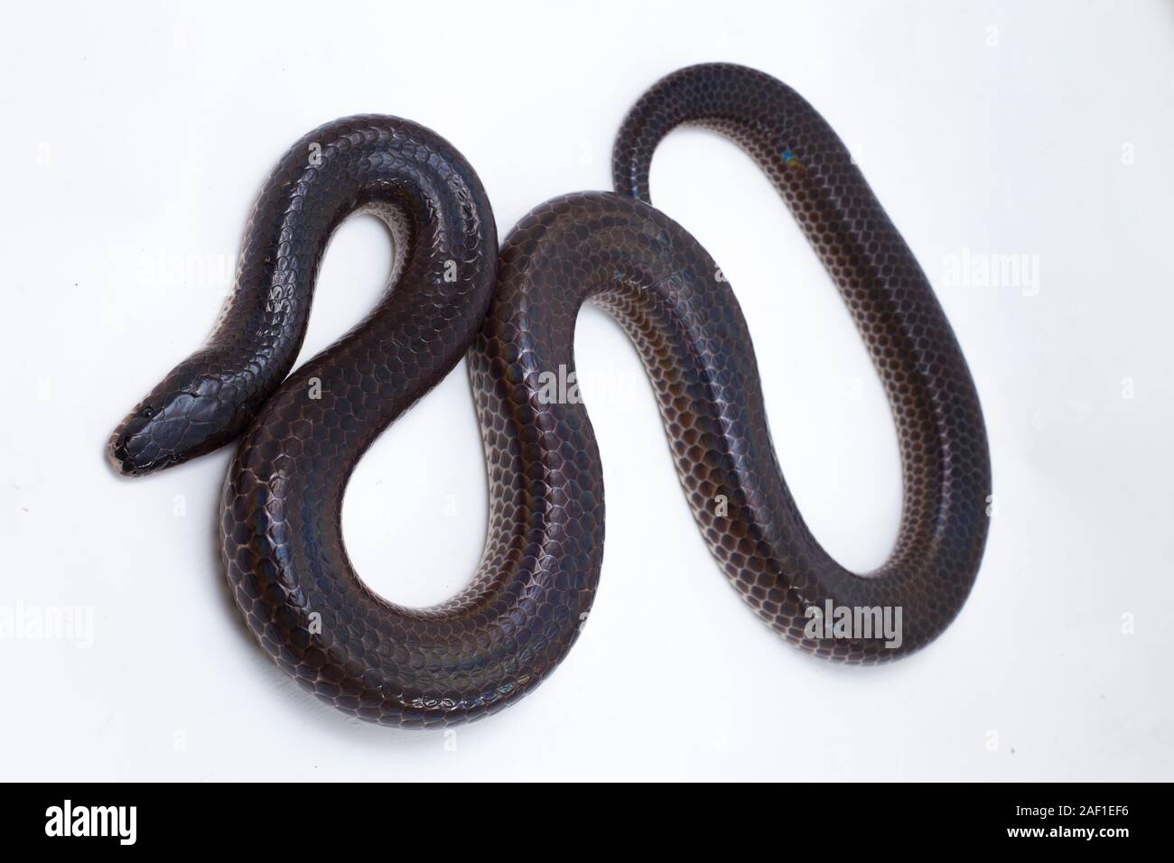 Xenopeltis unicolor. Common names: sunbeam snake is a non-venomous ...