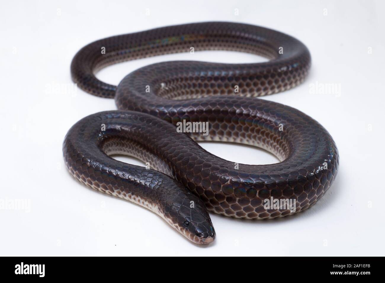 Xenopeltis unicolor. Common names: sunbeam snake is a non-venomous ...