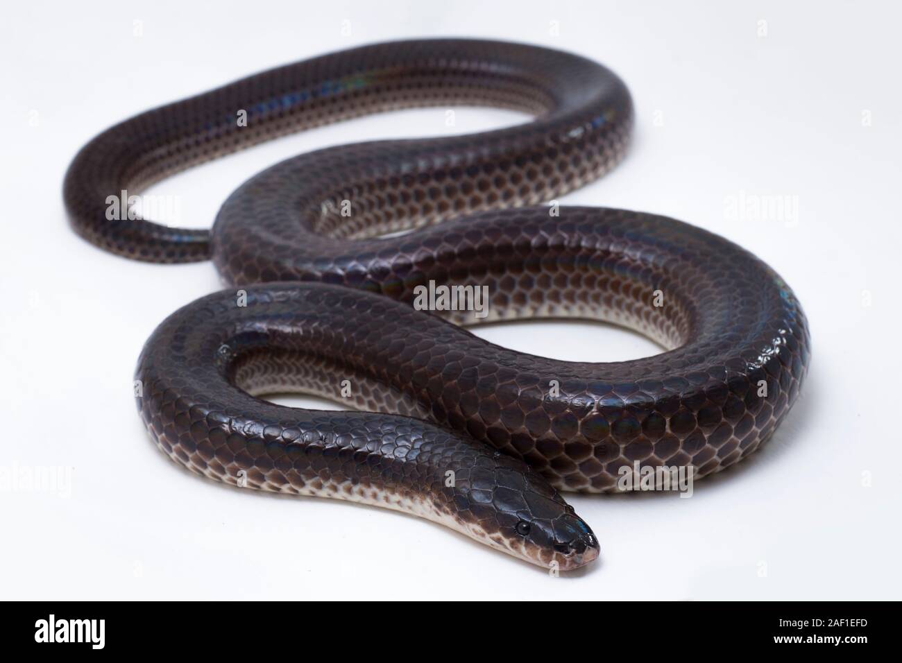 Xenopeltis unicolor. Common names: sunbeam snake is a non-venomous ...