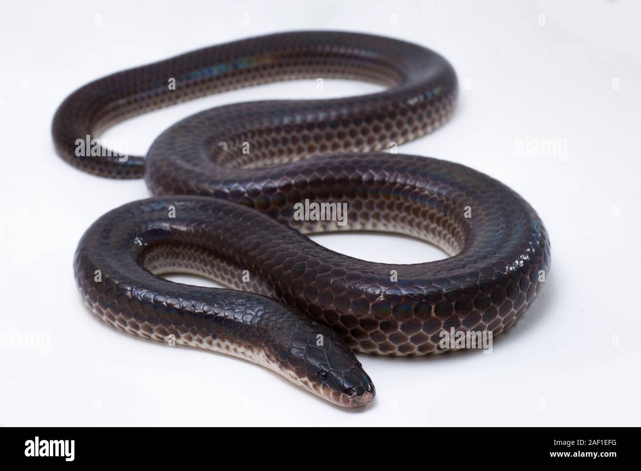 Xenopeltis unicolor. Common names: sunbeam snake is a non-venomous ...