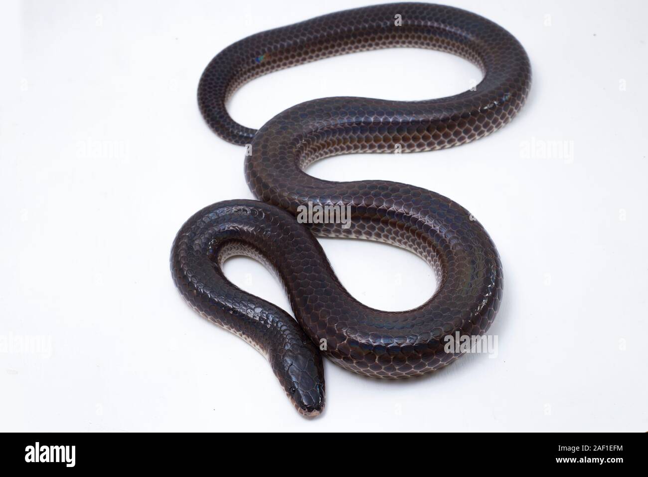 Xenopeltis unicolor. Common names: sunbeam snake is a non-venomous ...
