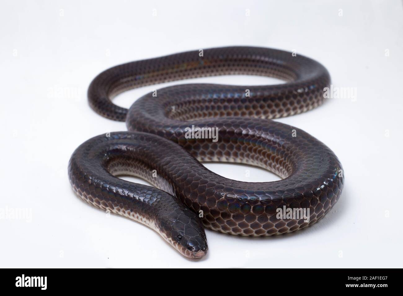 Xenopeltis unicolor. Common names: sunbeam snake is a non-venomous ...