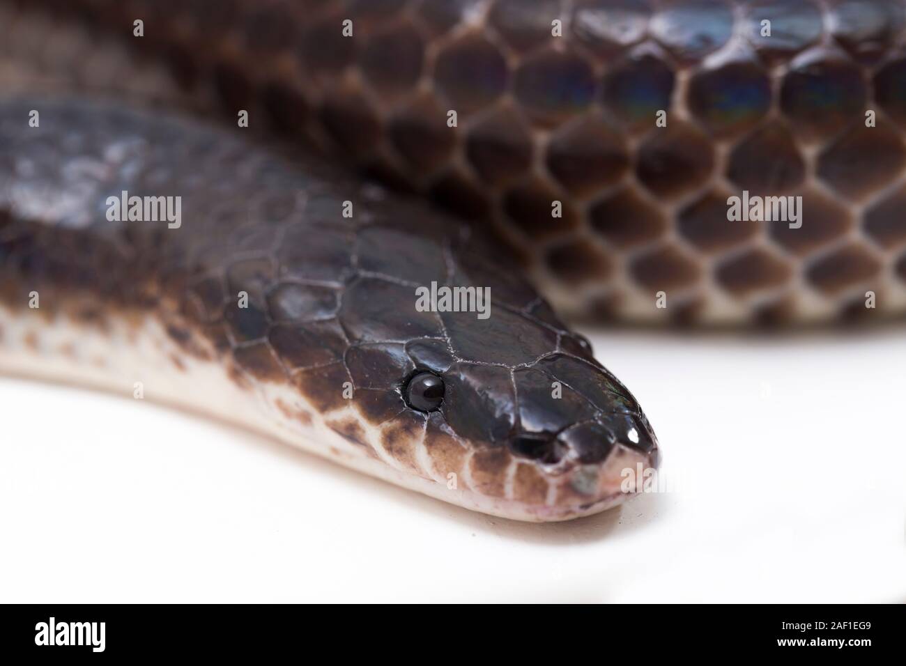 Xenopeltis unicolor. Common names: sunbeam snake is a non-venomous ...