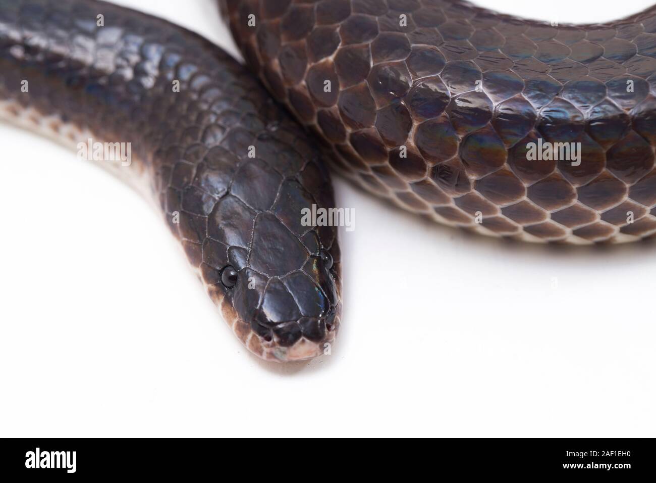 Xenopeltis unicolor. Common names: sunbeam snake is a non-venomous ...