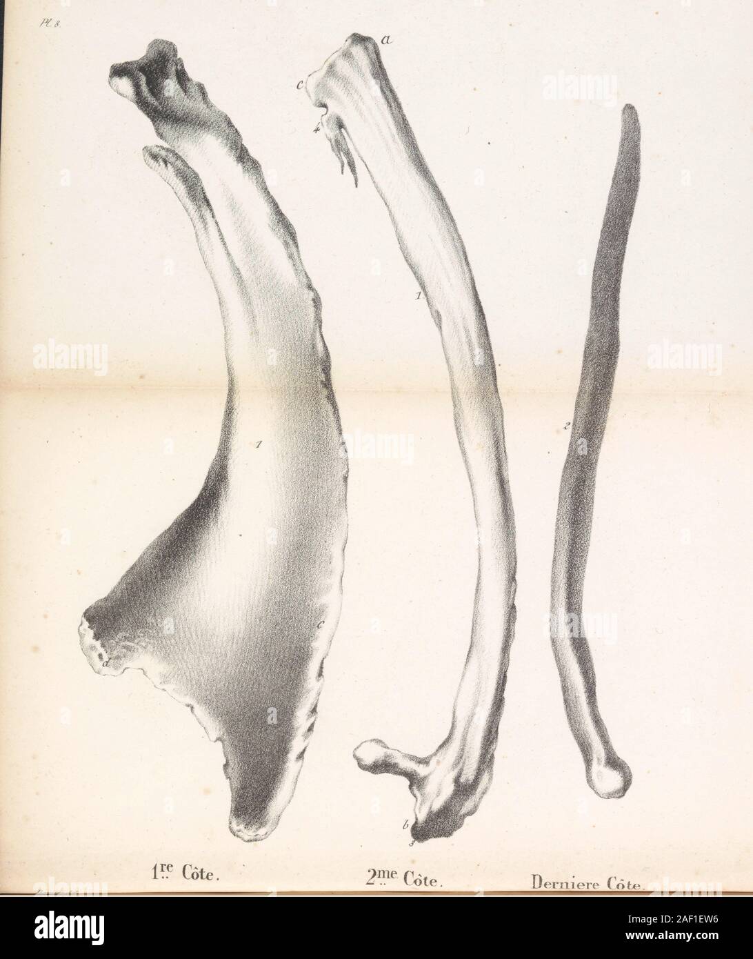 Whale Skeleton Illustration High Resolution Stock Photography and ...