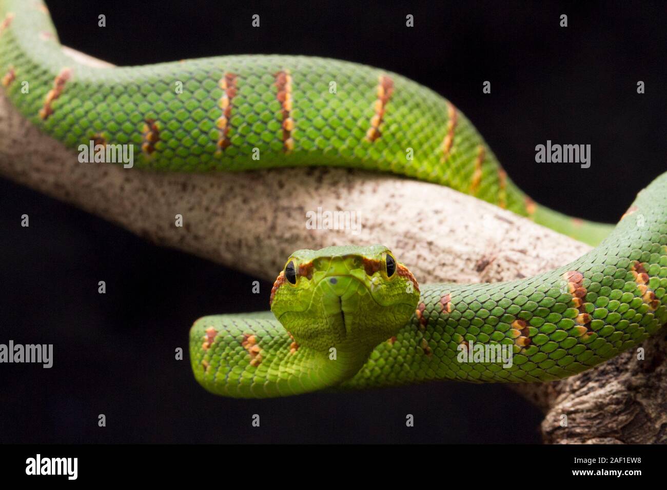 Wagler's pit viper (Tropidolaemus wagleri) on tree branch isolated on ...